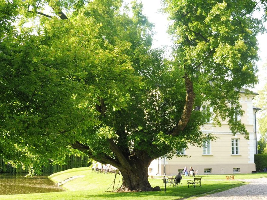 Dobrzyca. Park wokół Muzeum Ziemiaństwa - Otwarty Przewodnik Krajoznawczy